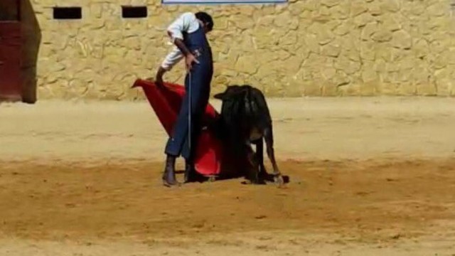Toureiro profissional premiado é morto em tourada na Espanha
