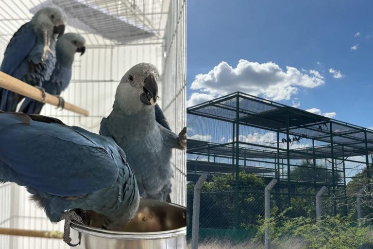 Reintrodução da ararinha-azul na Caatinga avança com a chegada de 41 ...